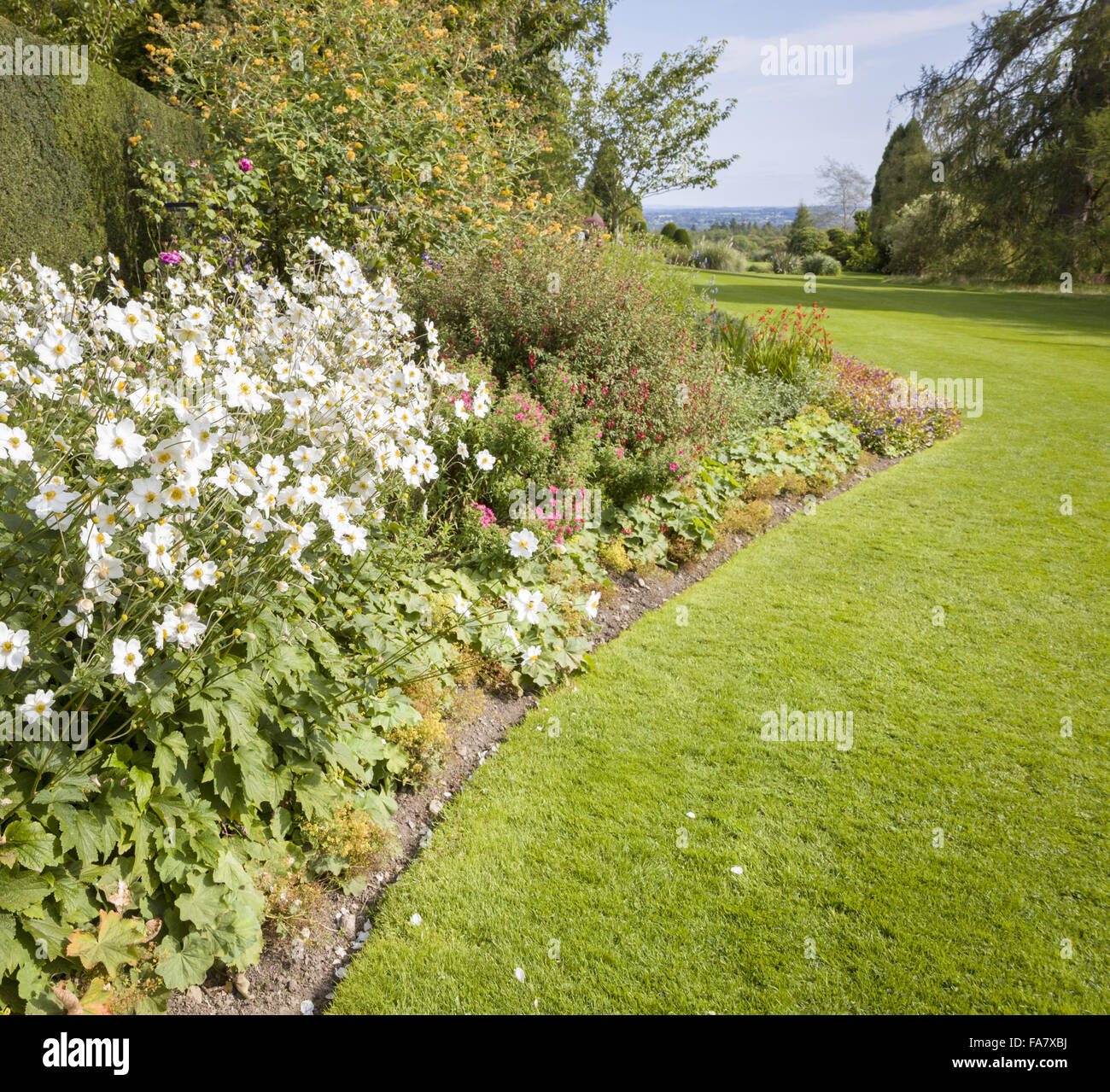 Japanese anemones and grasses hi-res stock photography and images - Alamy