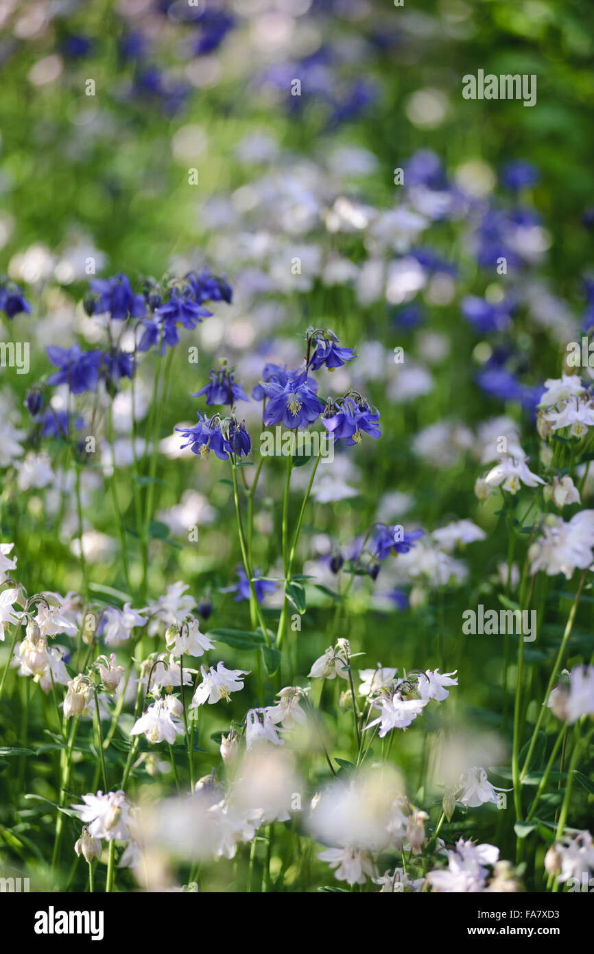 Columbine rose hi-res stock photography and images - Alamy