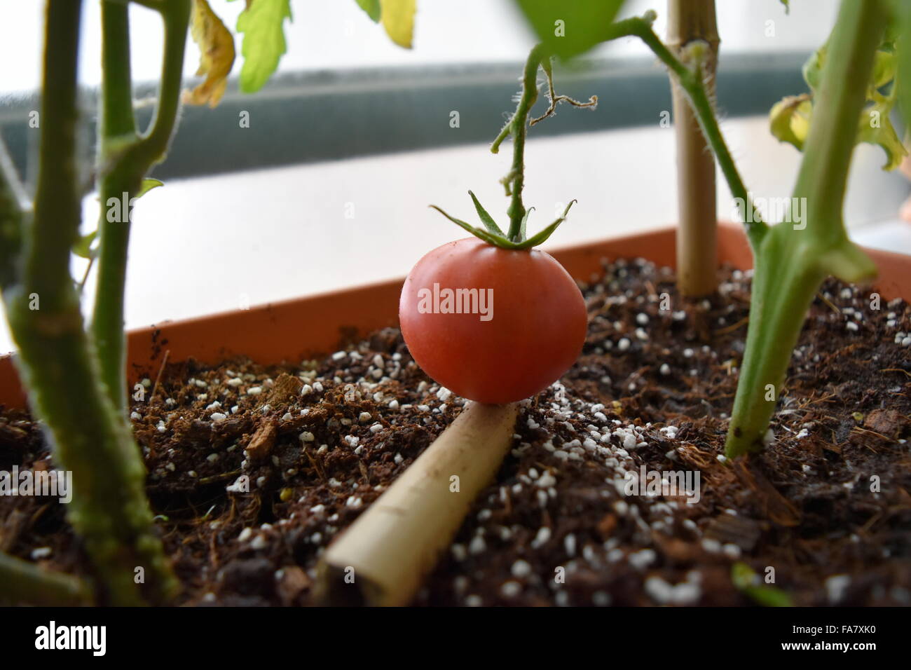 Small red pot hi-res stock photography and images - Alamy