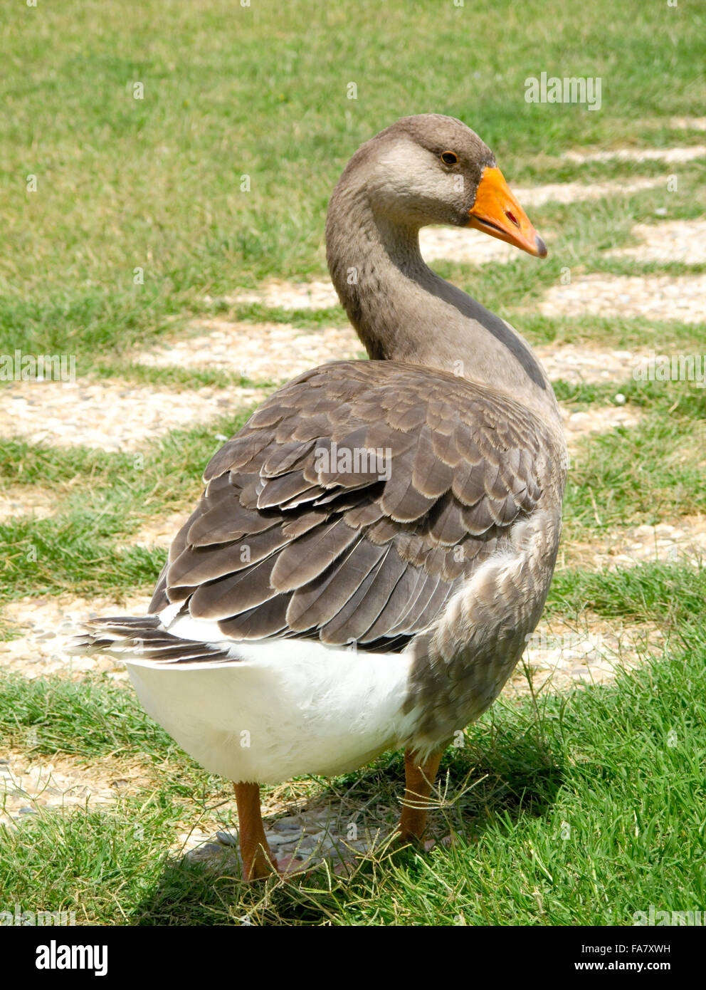 Grey goose showing his feathers Stock Photo - Alamy