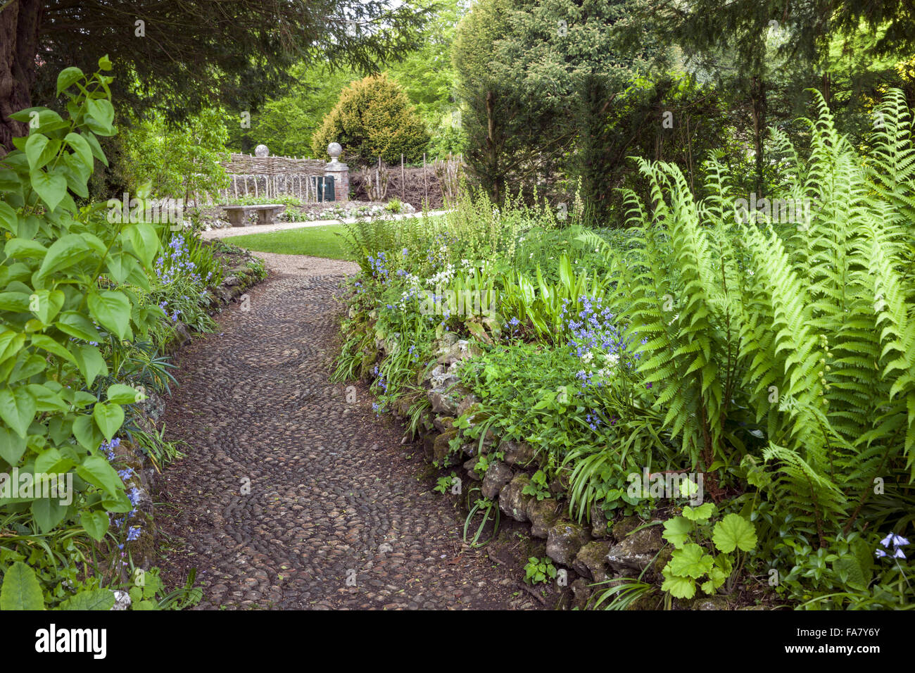 A stone patterned path with blue flowers and green ferns in the borders ...