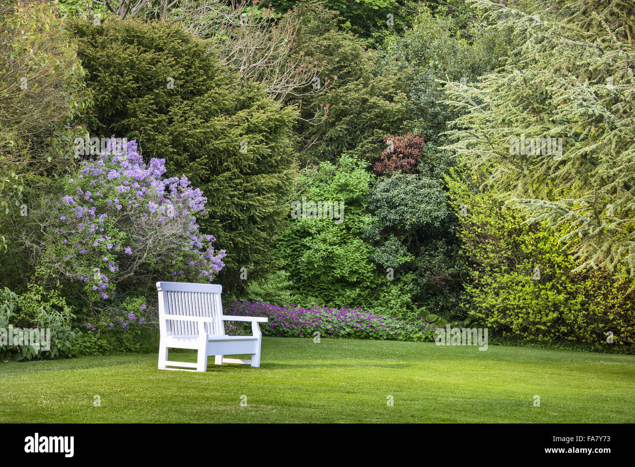 A white wooden bench on the lawn with trees and shrubs behind in early ...