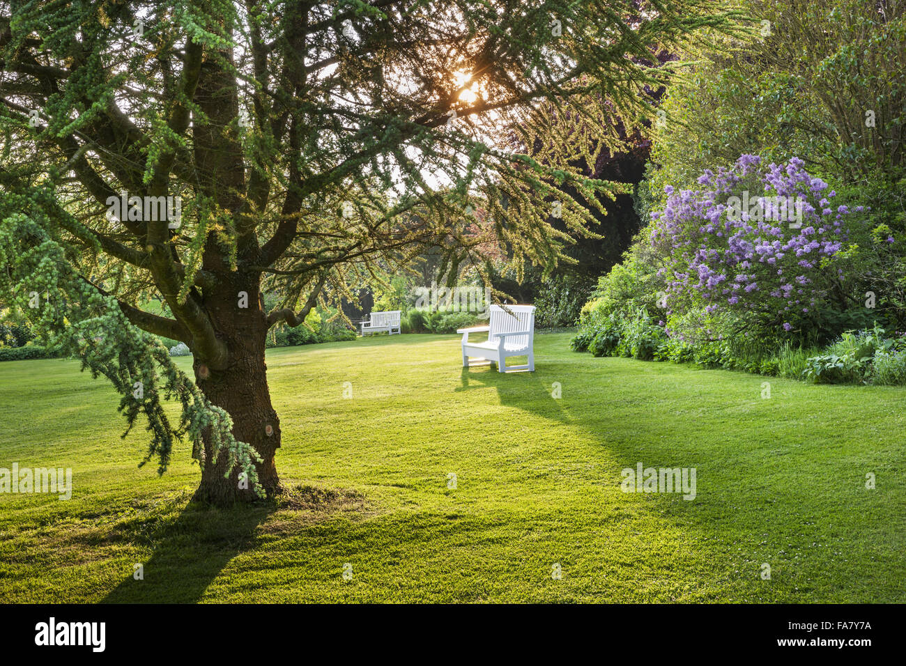 A large expanse of lawn with trees flowering in early summer at Uppark ...