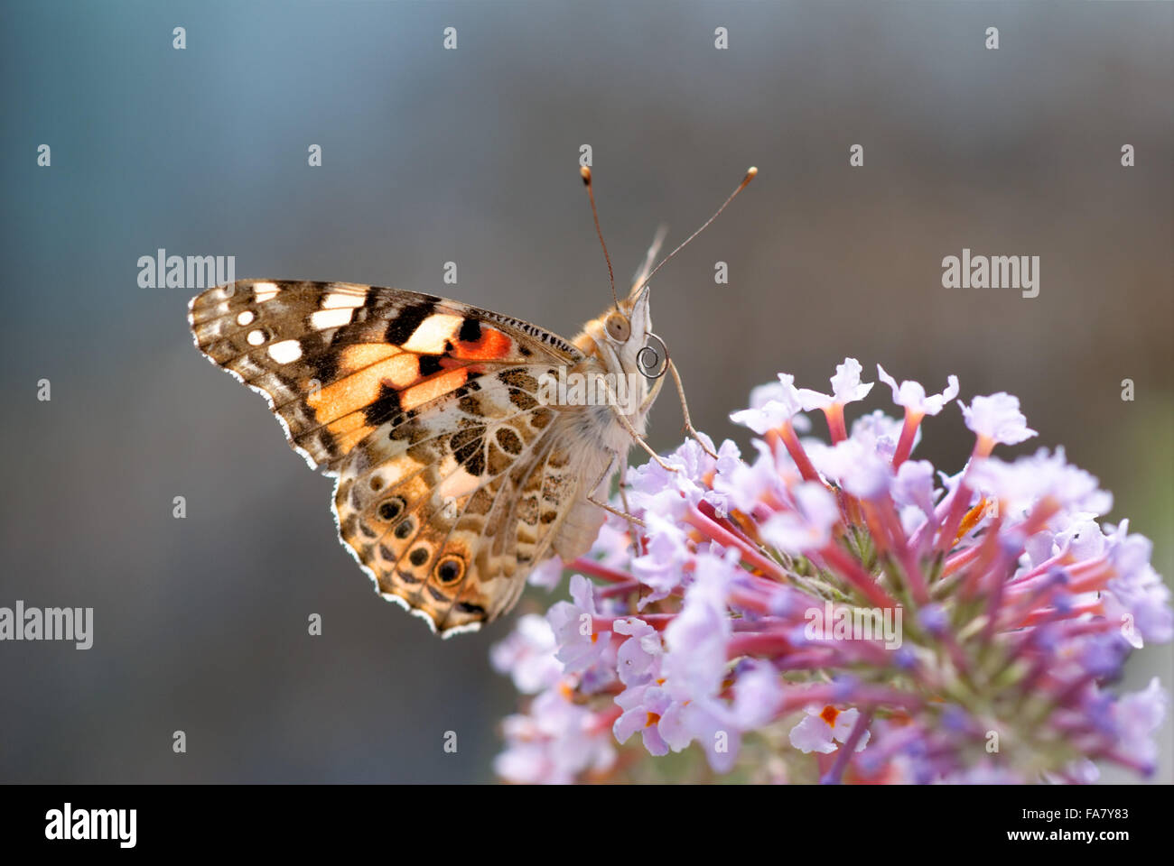 Butterfly tongue close up hi-res stock photography and images - Alamy