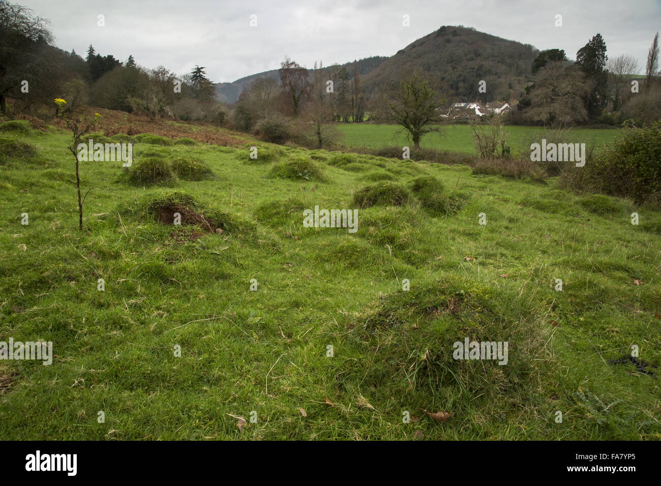 Ancient pasture with anthills in Dunster deer park, south-west Somerset ...
