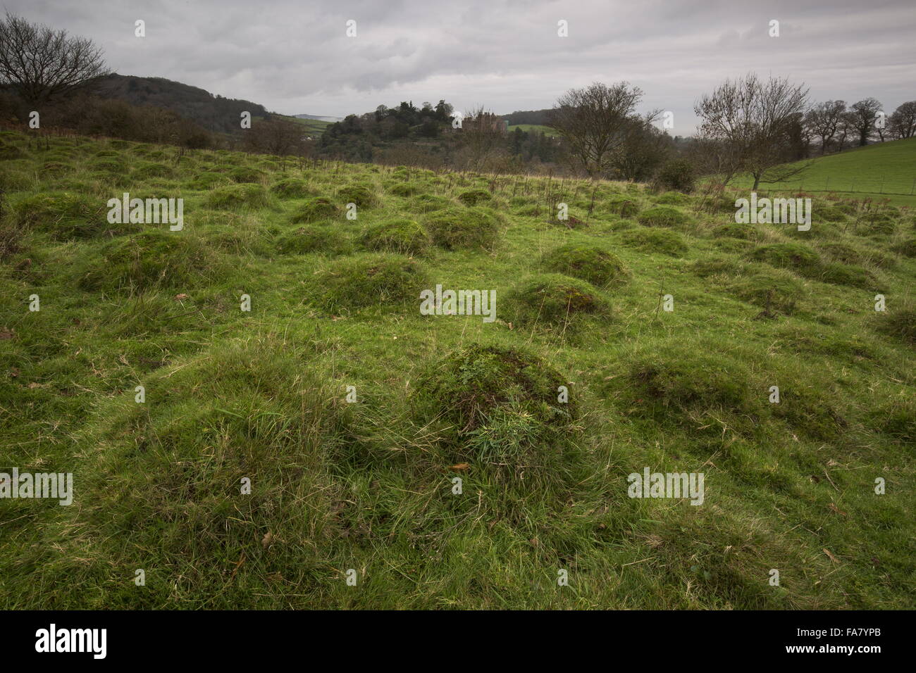 Ancient pasture with anthills in Dunster deer park, south-west Somerset ...