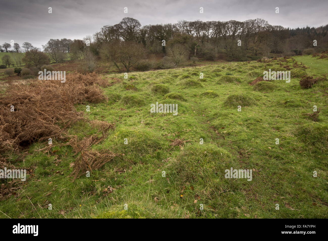 Ancient pasture with anthills in Dunster deer park, south-west Somerset ...