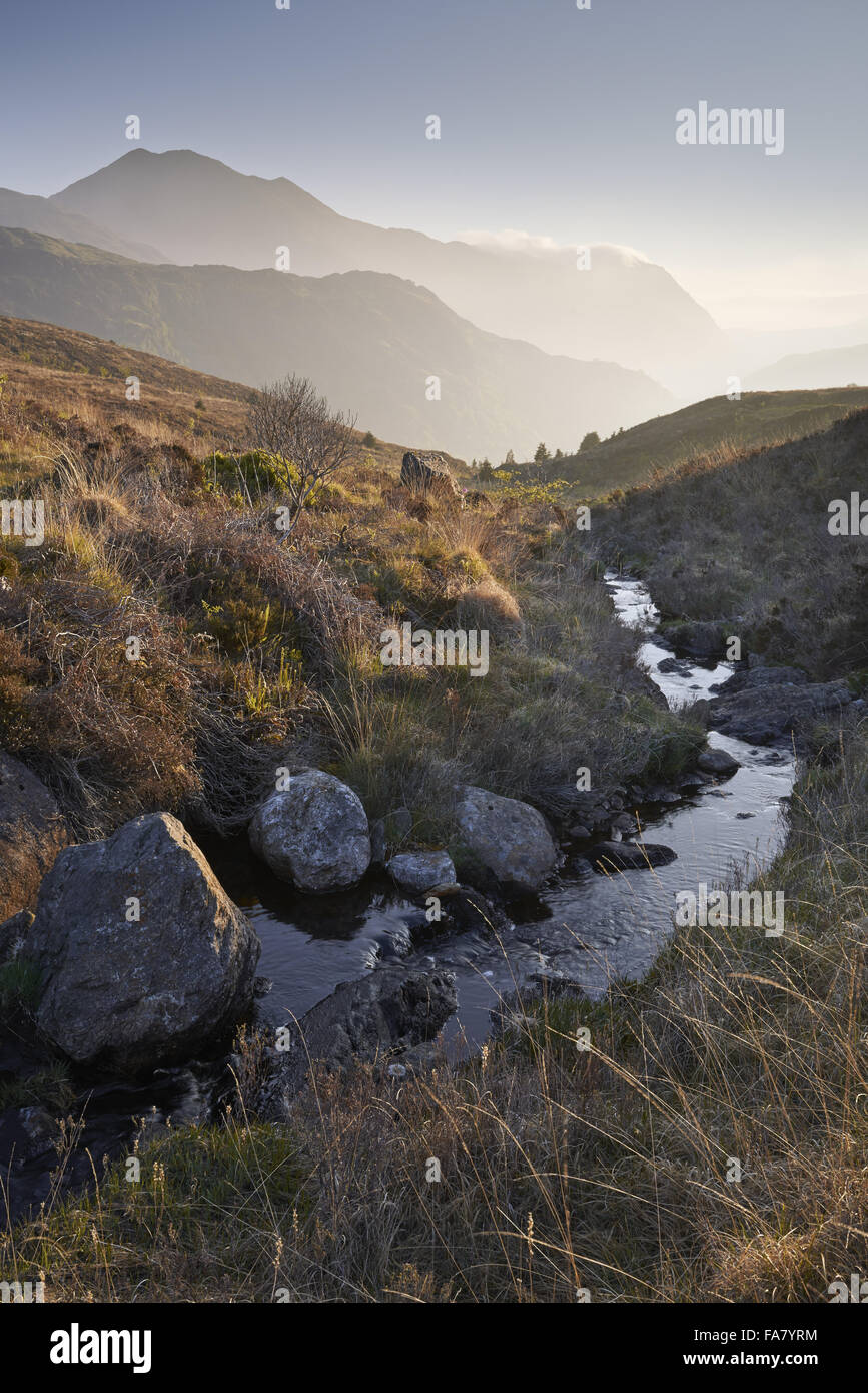 Morning light in mountain landscape, early Summer, Llyndy Isaf estate ...