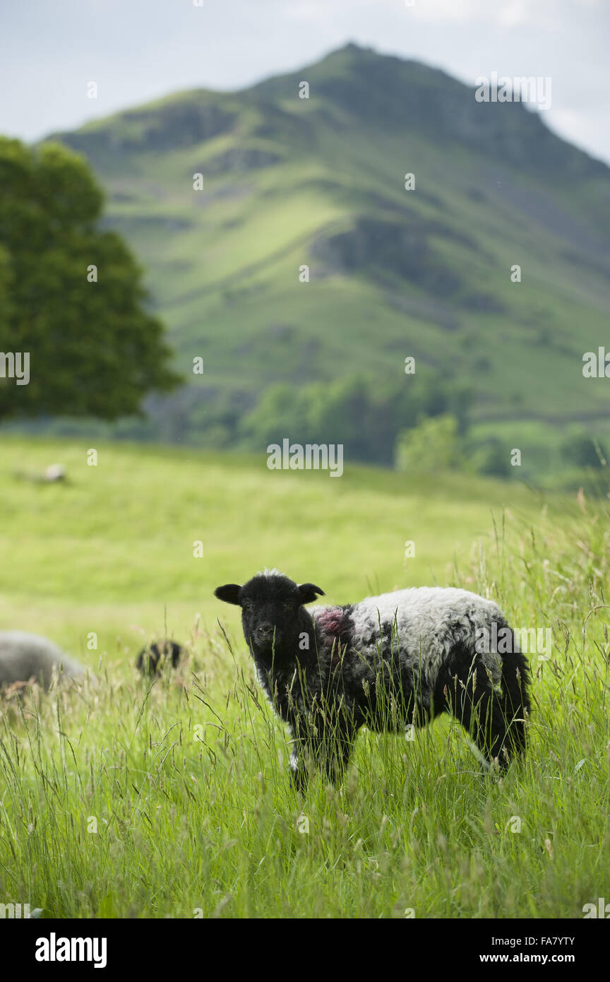 Rawnsley park sheep hi-res stock photography and images - Alamy