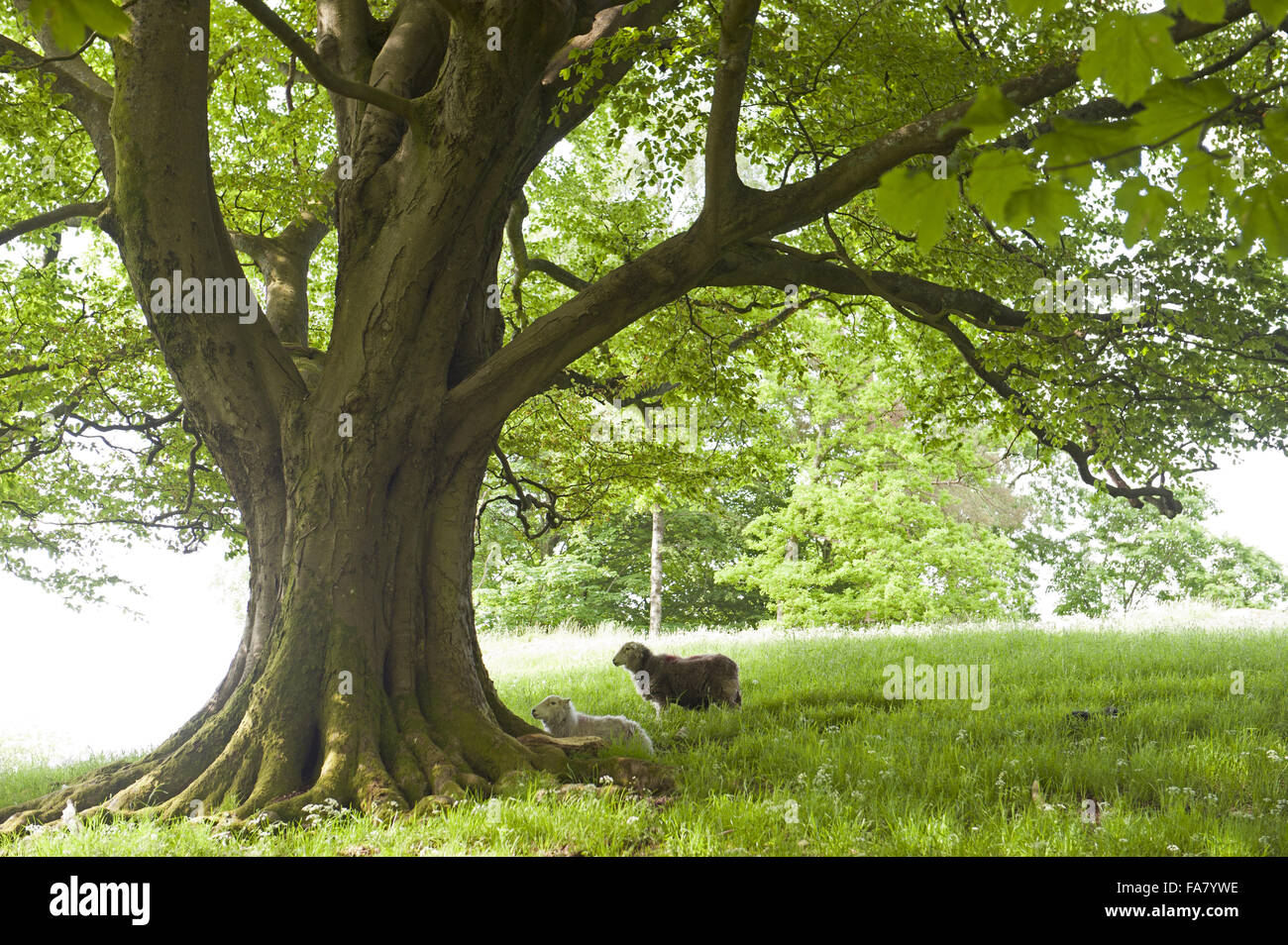Herdwick sheep beneath the trees in the grounds of Allan Bank, Grasmere ...