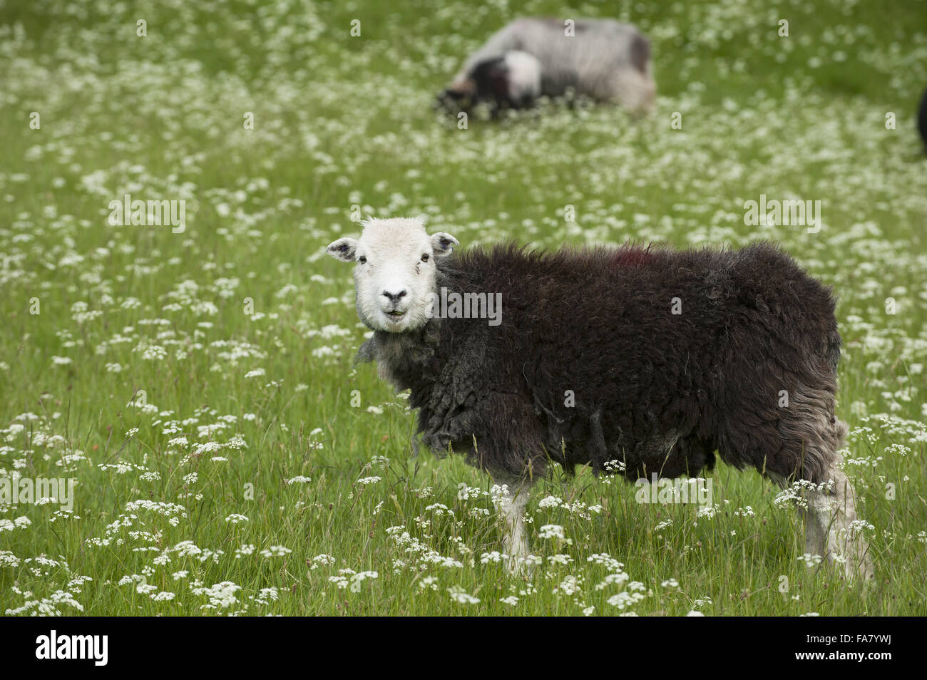 Sheep bank hi-res stock photography and images - Alamy