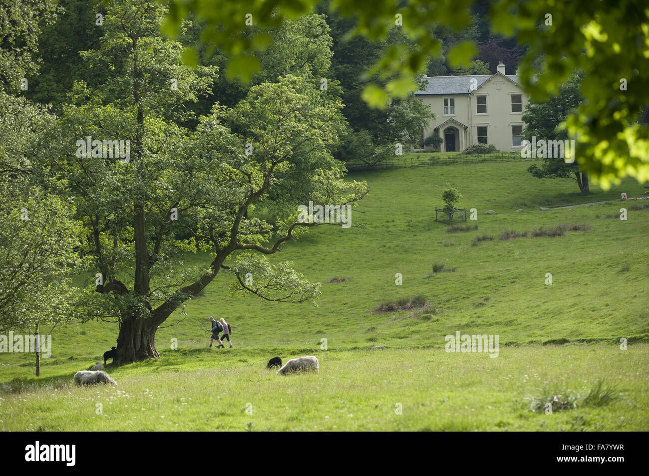 Rawnsley park sheep hi-res stock photography and images - Alamy