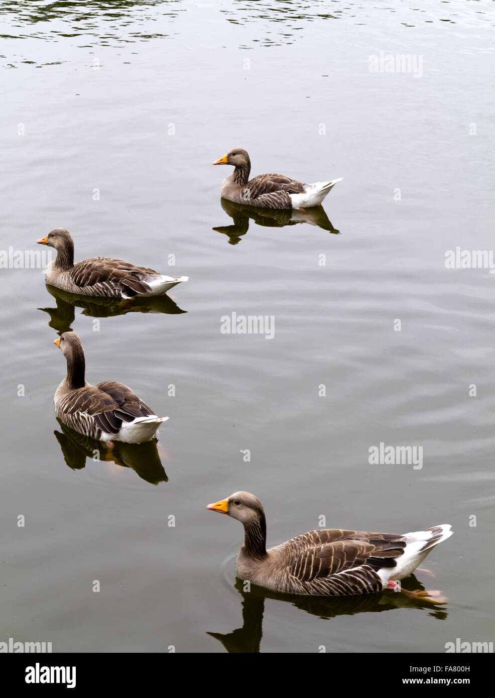 Four ducks on the lake at Belton House, Lincolnshire Stock Photo - Alamy
