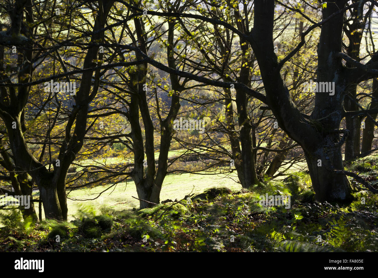 Stanton moor trees hi-res stock photography and images - Alamy