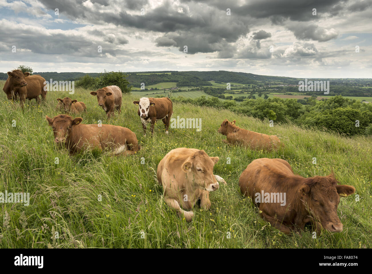 Cattle grazing on Hod Hill, Dorset, in June. The cattle help to manage ...