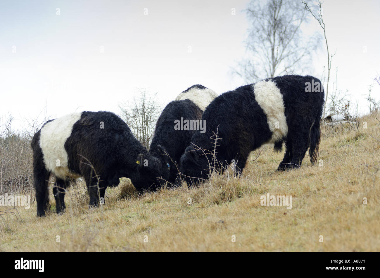 Cattle box hi-res stock photography and images - Alamy