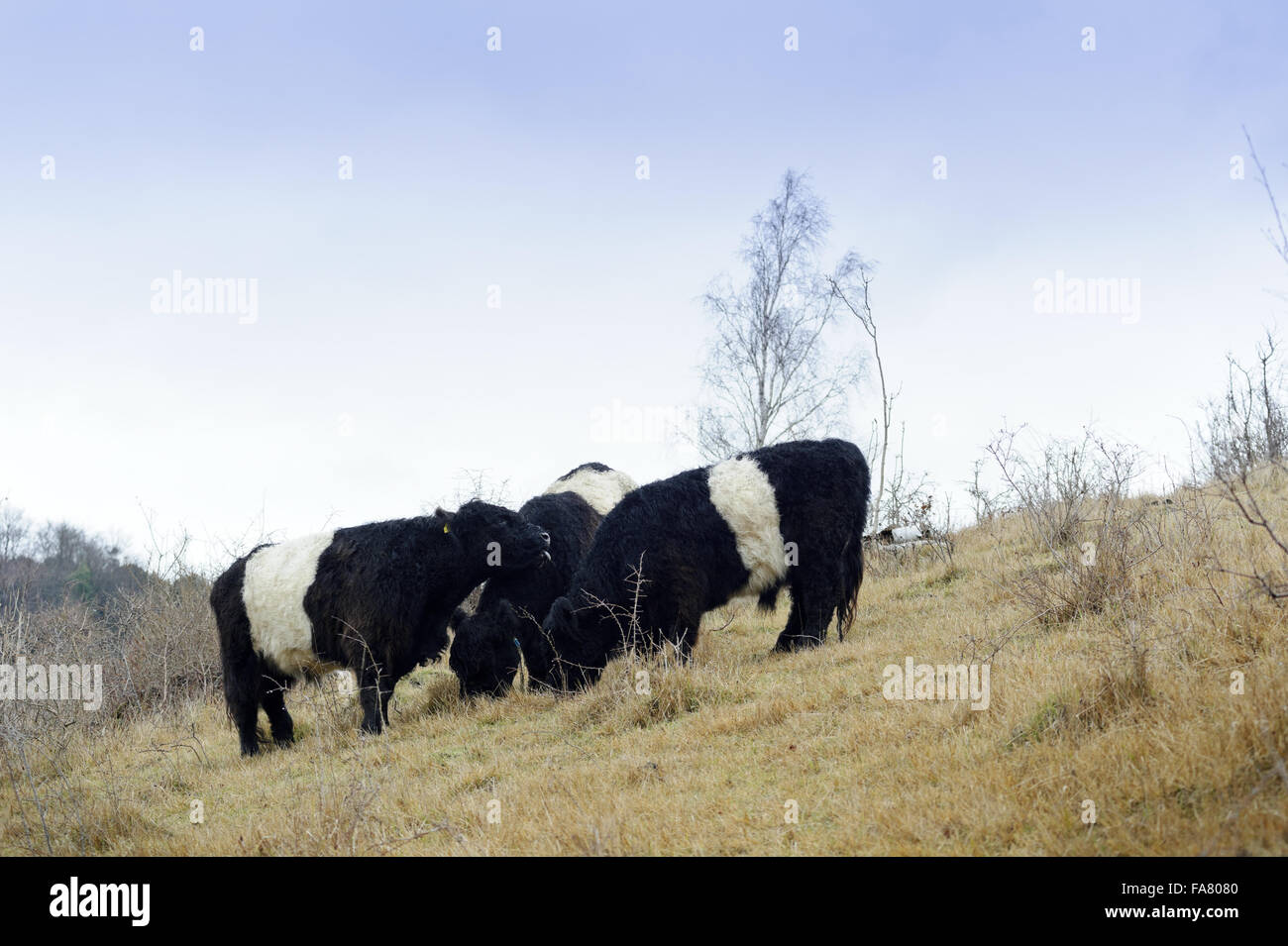 Belted Galloway cattle, Box Hill, Surrey. The cattle graze the scrub to ...