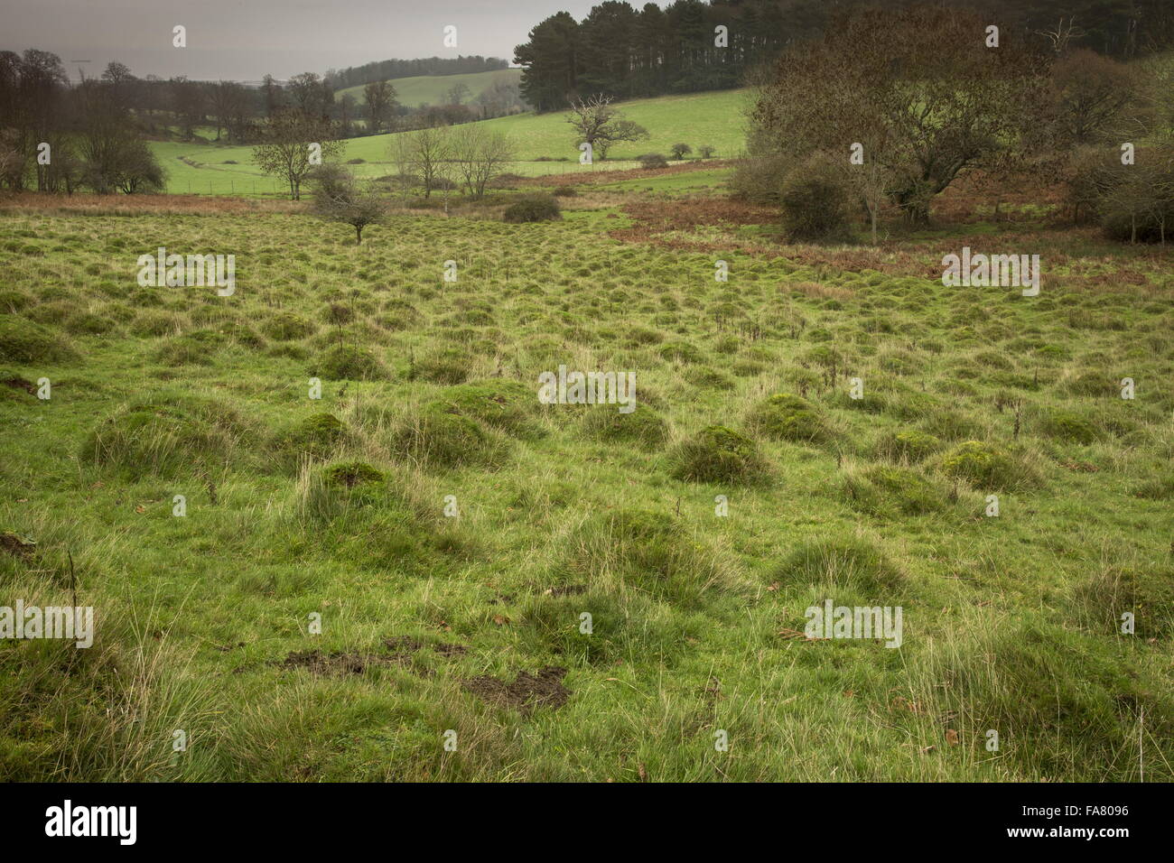 Ancient pasture with anthills in Dunster deer park, south-west Somerset ...