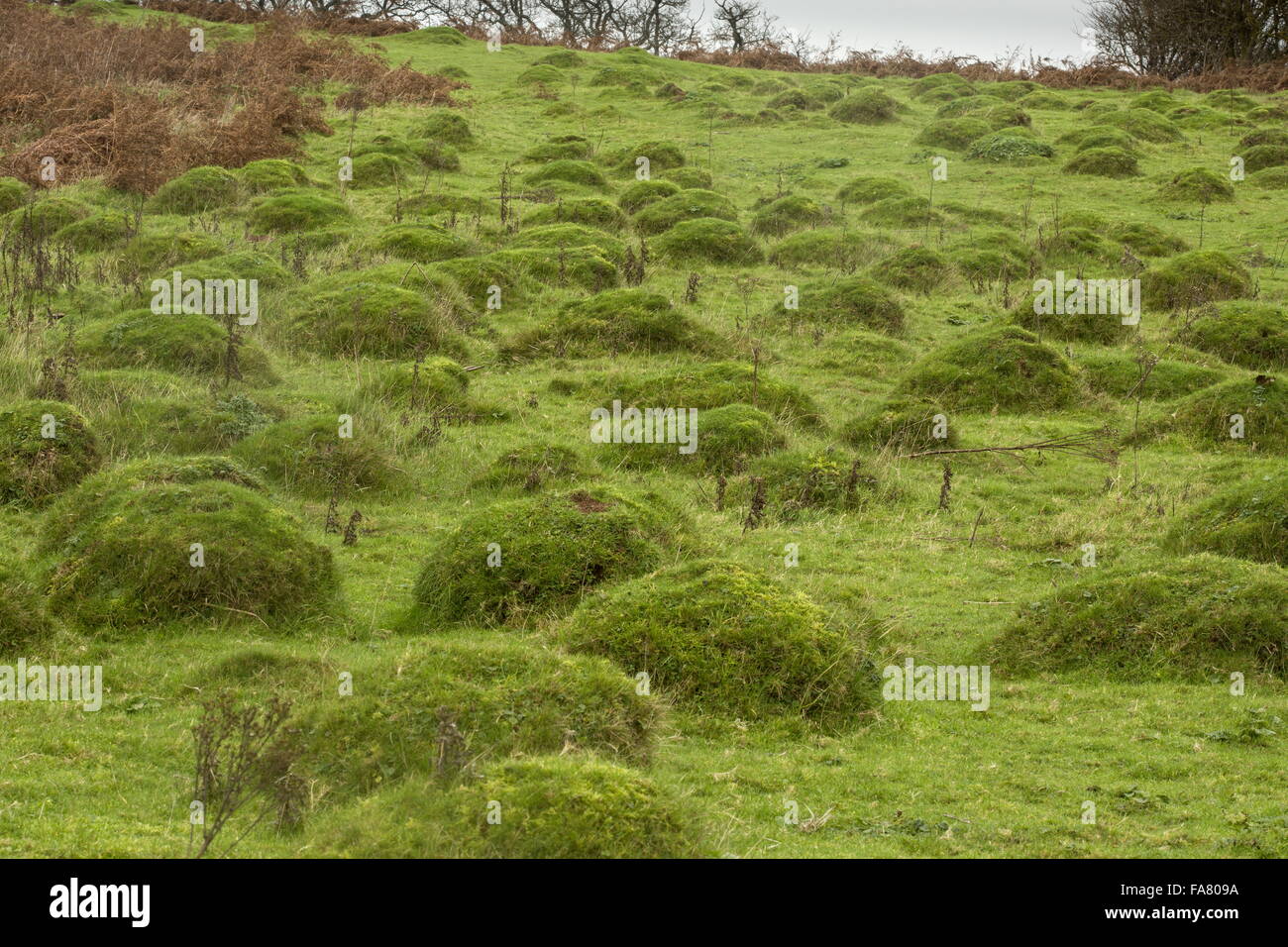 Ancient pasture with anthills in Dunster deer park, south-west Somerset ...