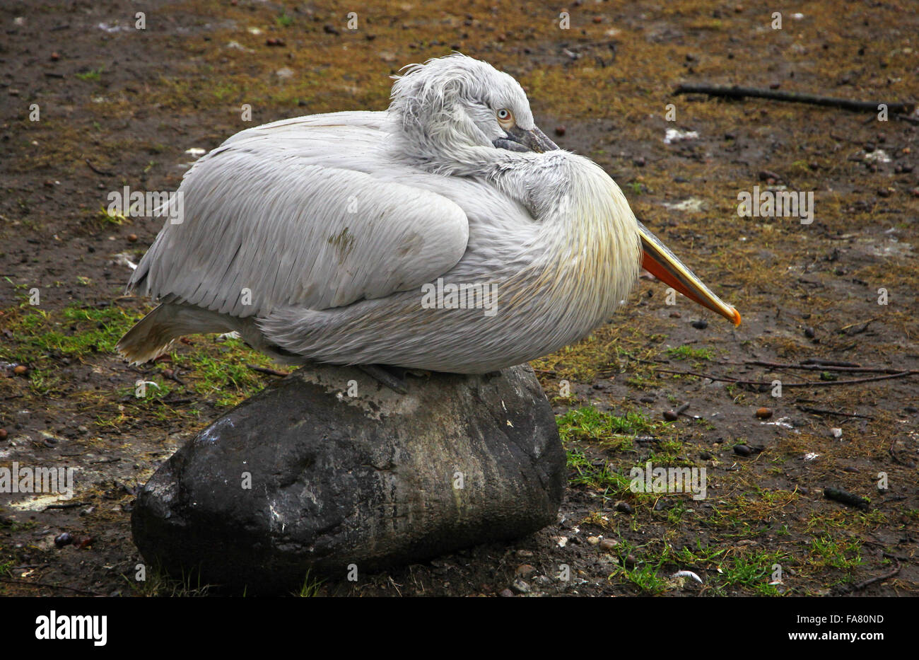 Sleeping pelican hi-res stock photography and images - Alamy
