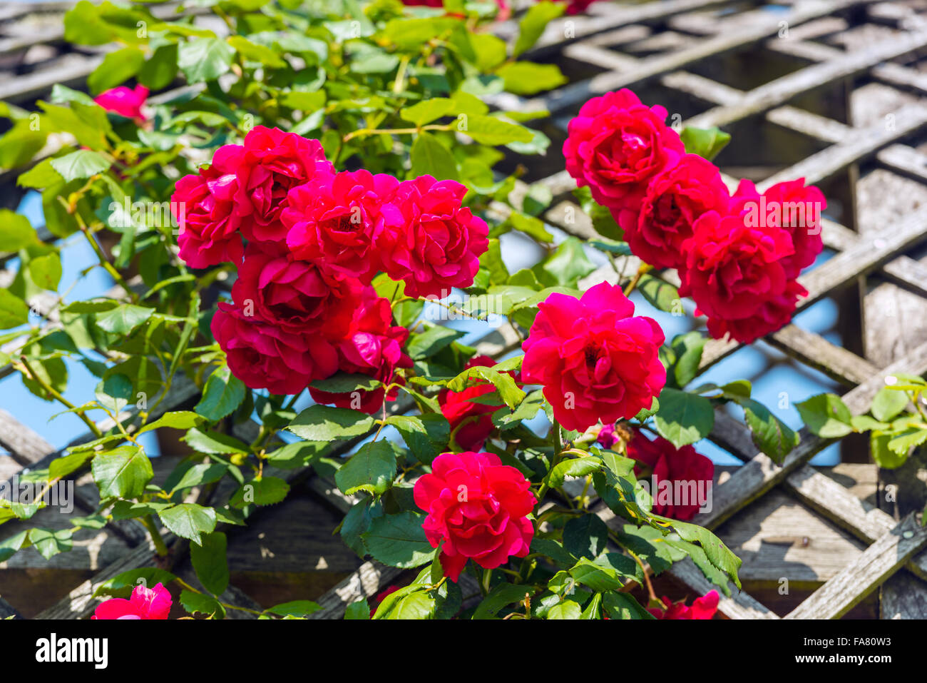 Bush of beautiful roses in a garden. Horizontal shot Stock Photo - Alamy