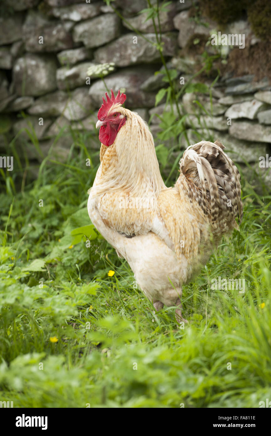 Cockeral uk hi-res stock photography and images - Alamy