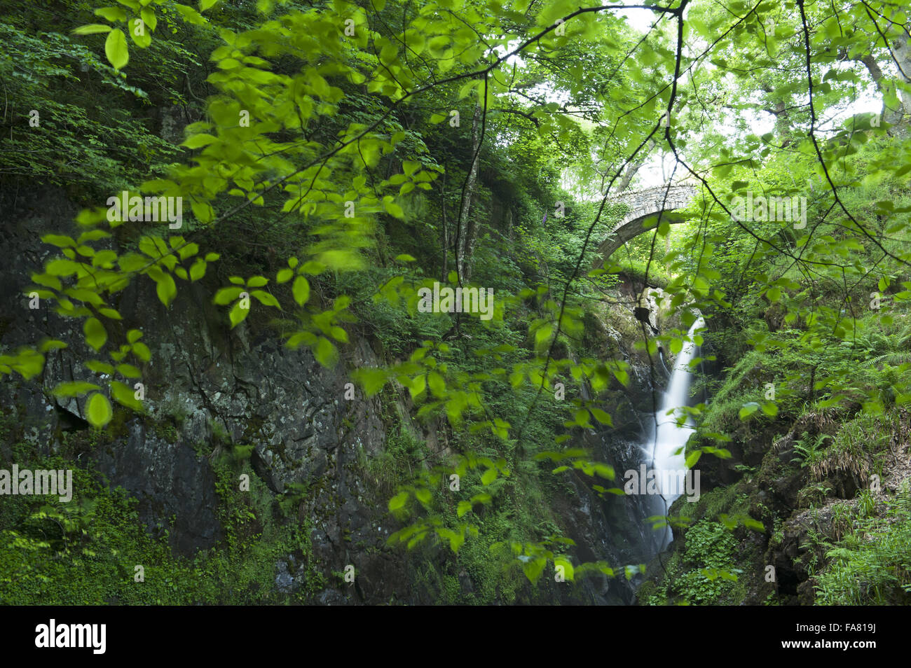 View of Aira Force waterfall and bridge through the trees, Aira Force ...
