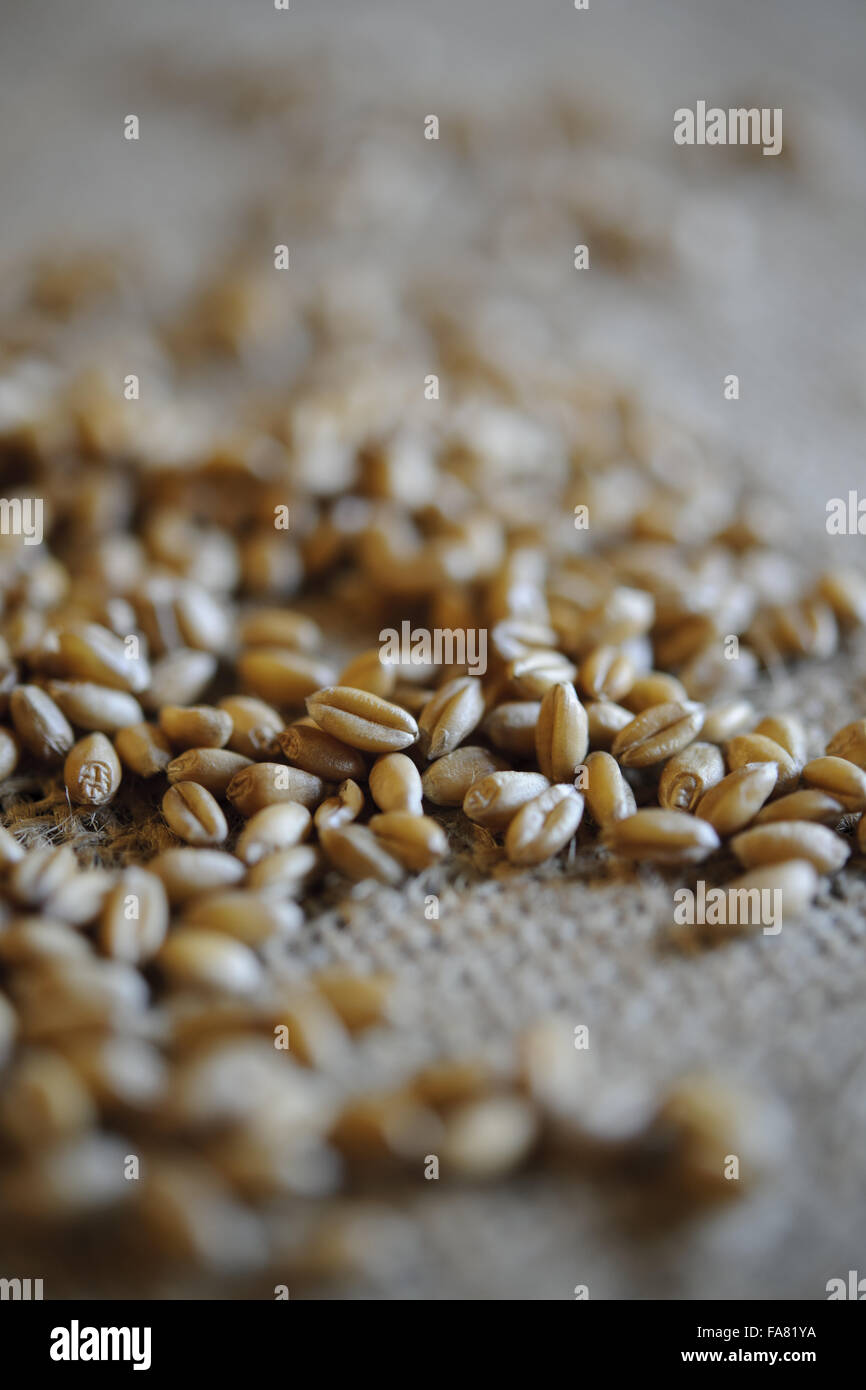 Variety nt hi-res stock photography and images - Alamy