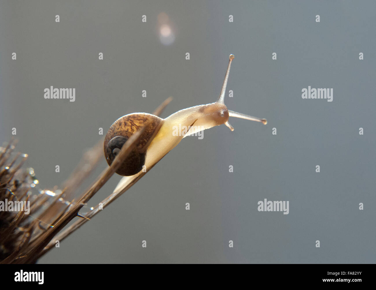 snail at the pointed edge of a sharp thistle, back lit by the sun Stock ...