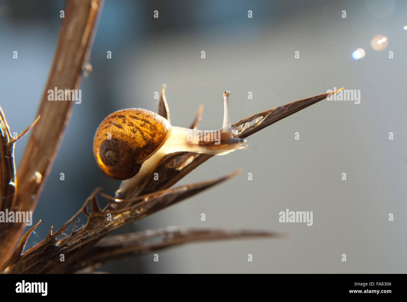 Translucent snail hi-res stock photography and images - Alamy