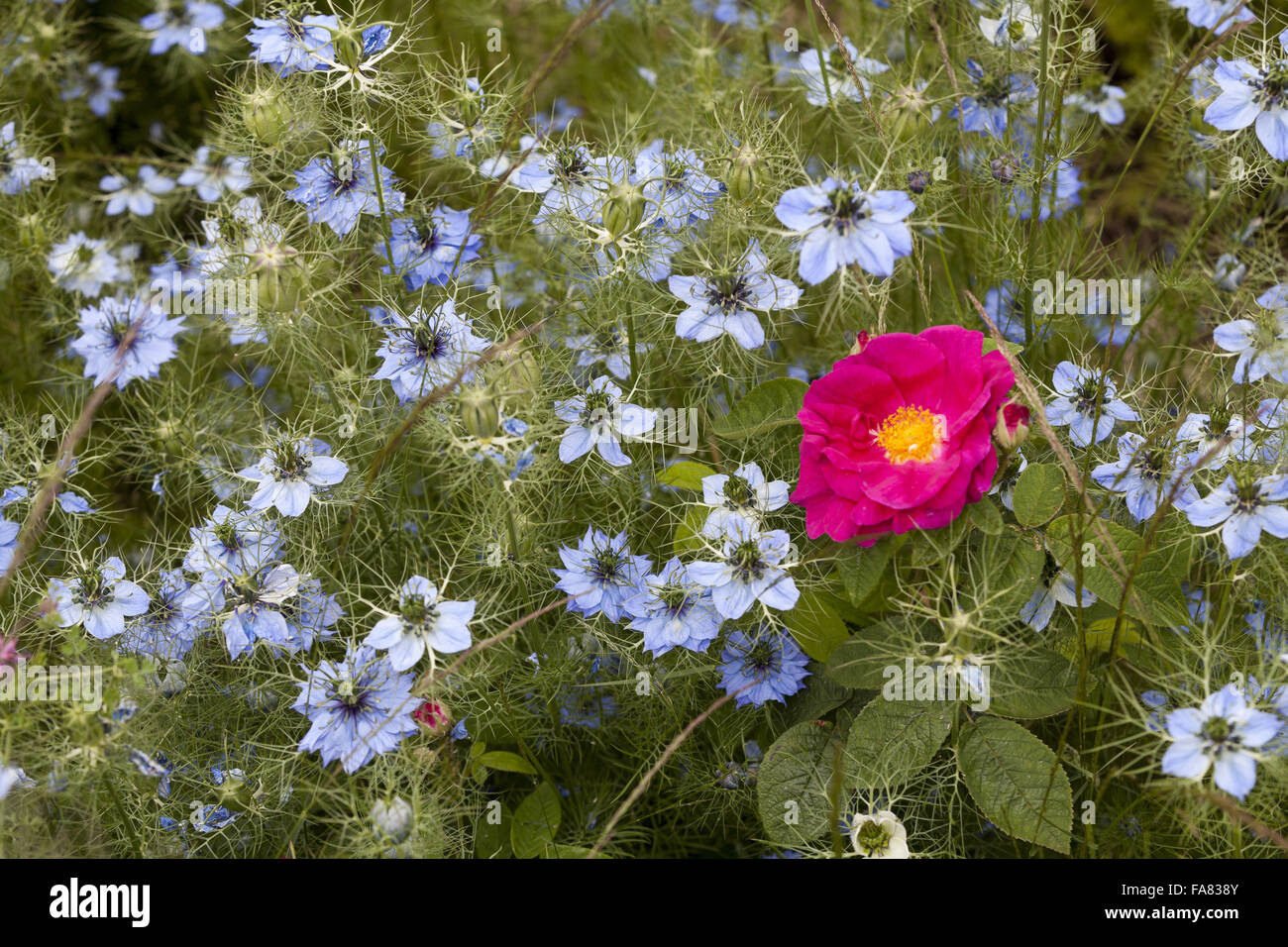 Love-in-a-mist (Nigella damascena) flowers and a pink rose blooming in ...