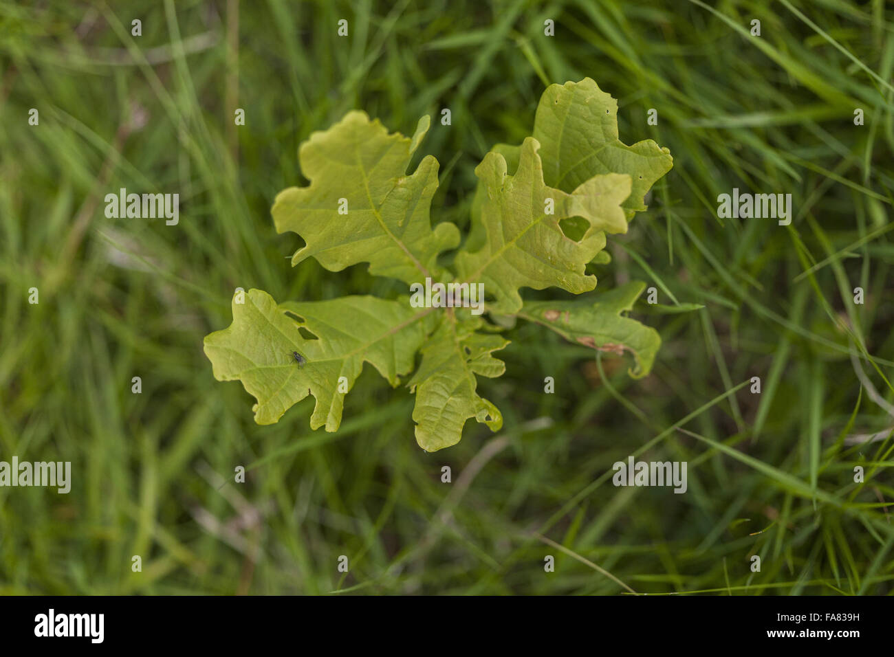 Young oak sapling growing in the grass at Osterley Park and House ...