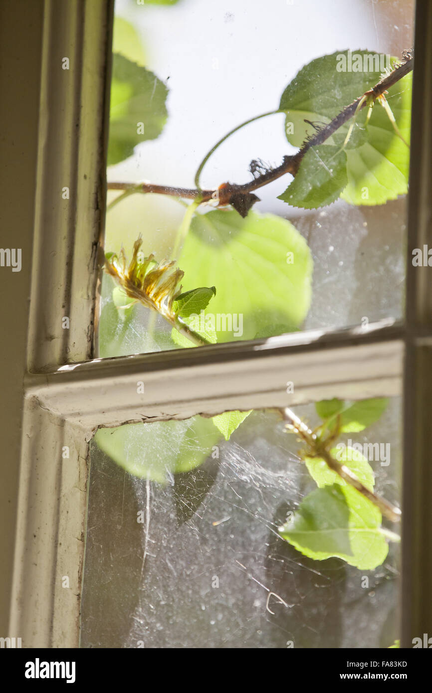 The inside of a window at Max Gate, Dorset. The writer Thomas Hardy ...