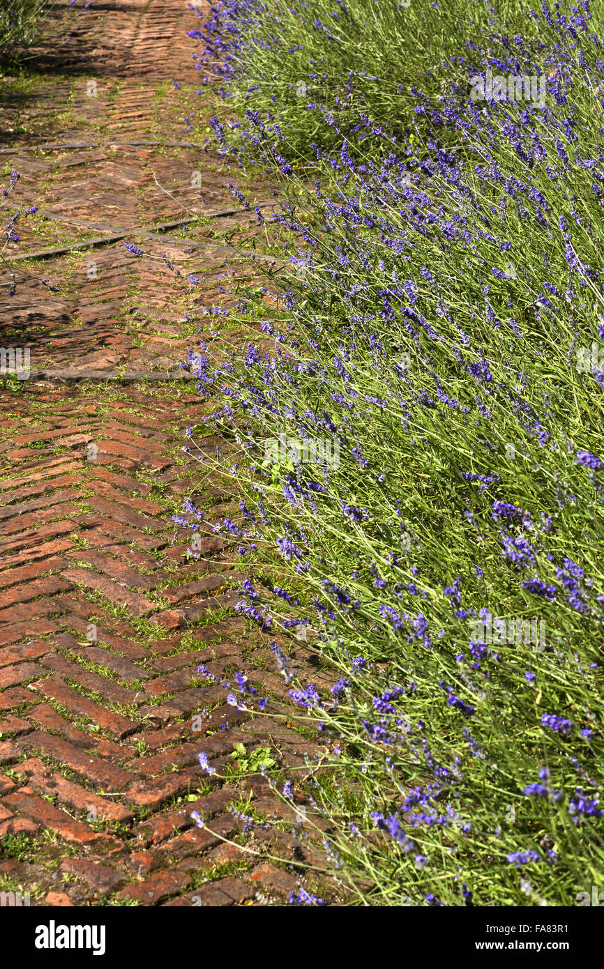 Herringbone Brick Path Garden High Resolution Stock Photography and ...