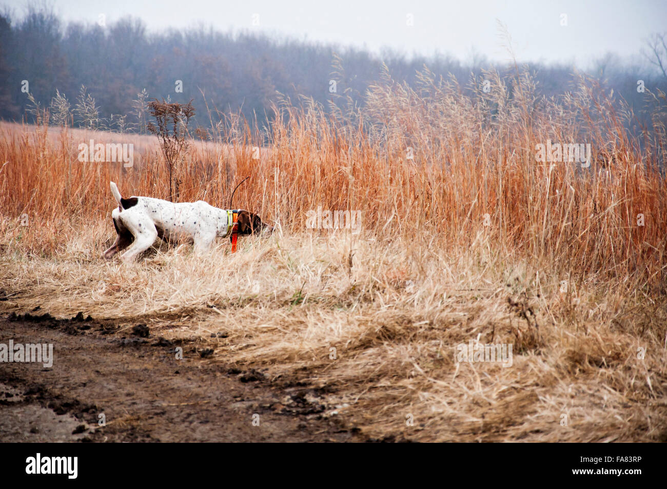 Dog pointing bird hi-res stock photography and images - Alamy
