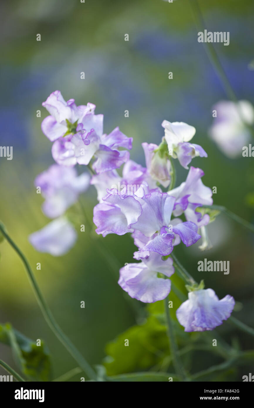 Pale pink sweet pea hi-res stock photography and images - Alamy