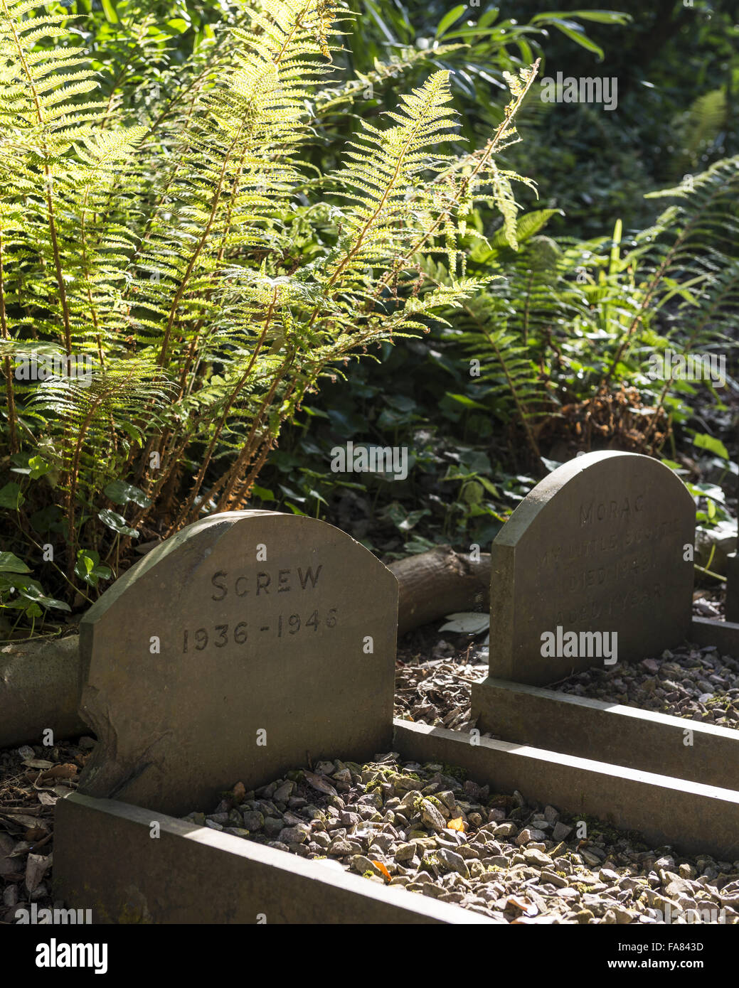 The Pet Cemetery at Dunster Castle, Somerset Stock Photo - Alamy