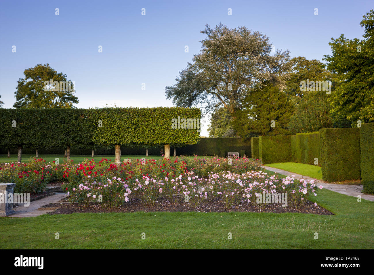 The rose garden and stilt hedge at Bateman's, East Sussex. Bateman's ...
