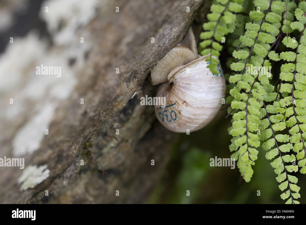 Numbered animal hi-res stock photography and images - Alamy