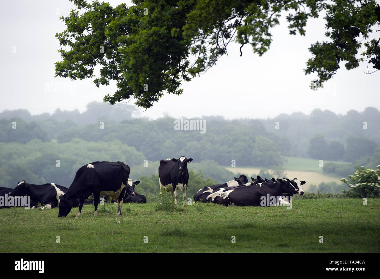 Cows in a field at Nymans, West Sussex. Nymans was bought by the Messel ...