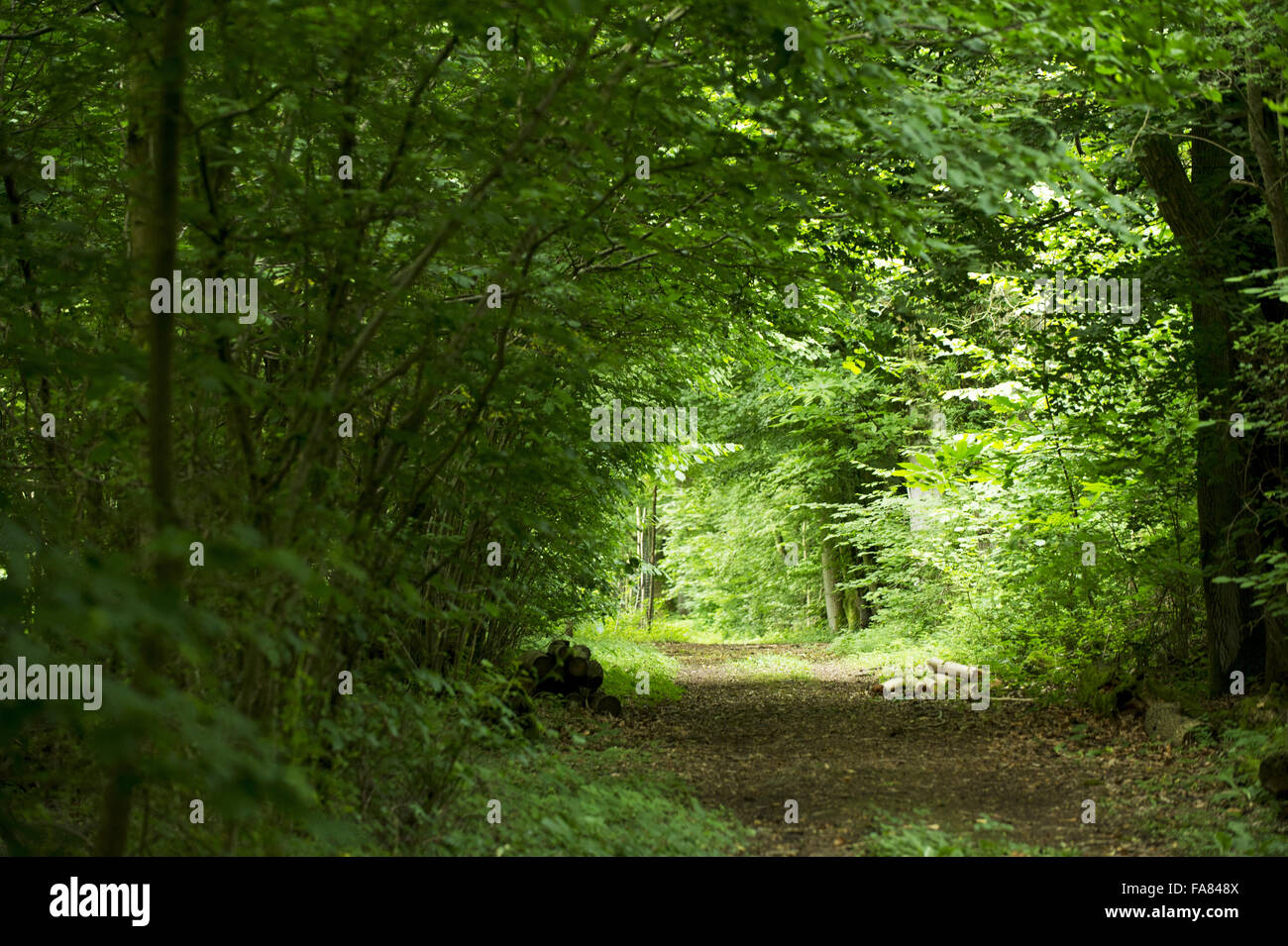 Messel family hi-res stock photography and images - Alamy
