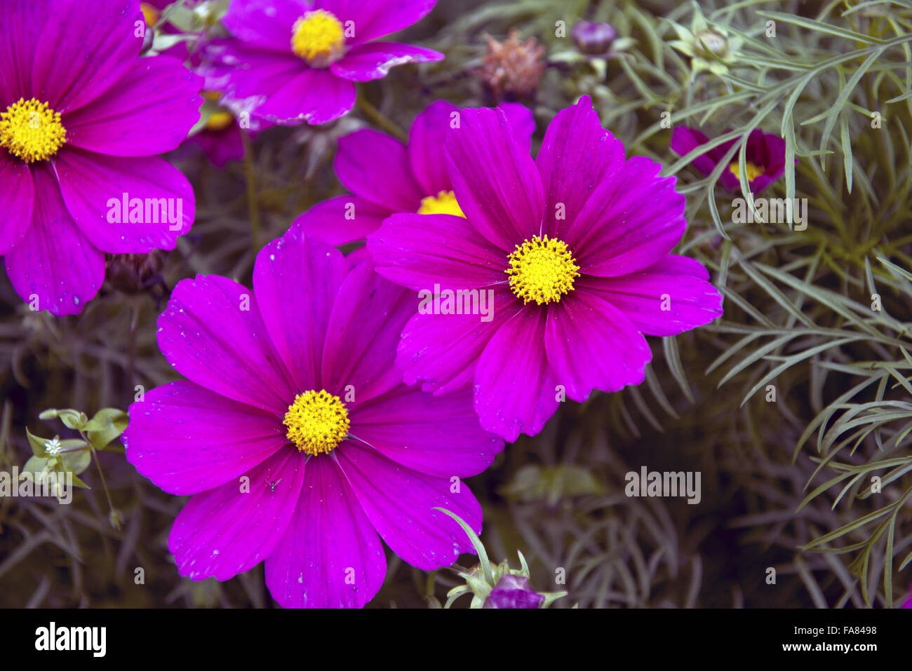 Purple flowers growing at Nymans, West Sussex. Nymans was bought by the ...