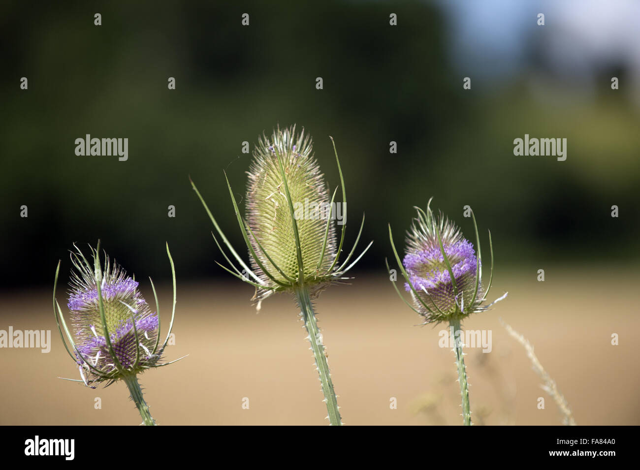 English thistles hi-res stock photography and images - Alamy