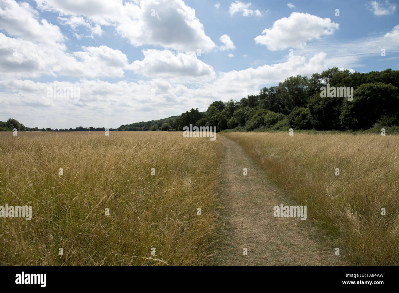 Mown path through meadow hi-res stock photography and images - Alamy