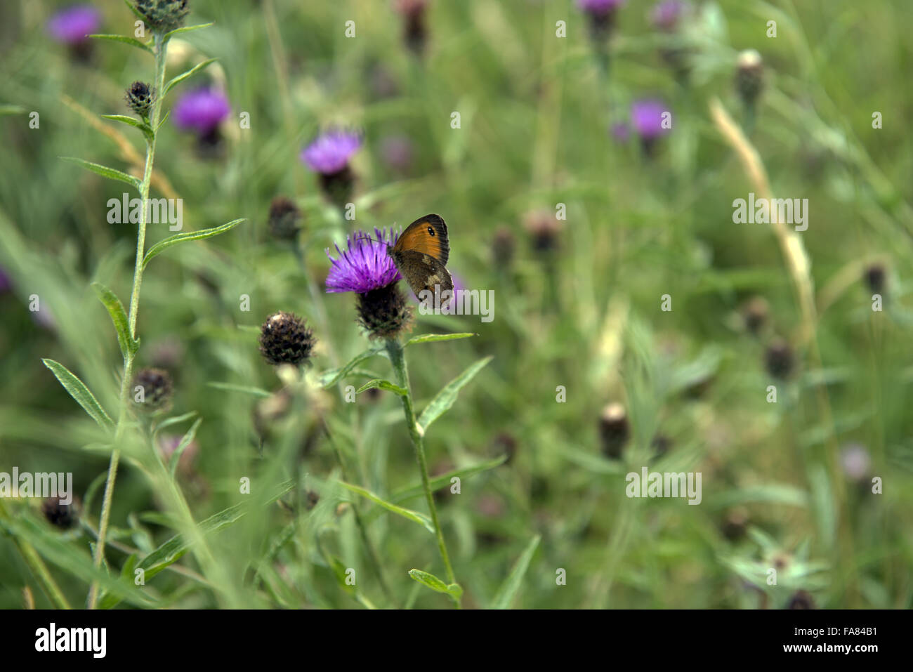 Britain england gatekeeper hi-res stock photography and images - Alamy