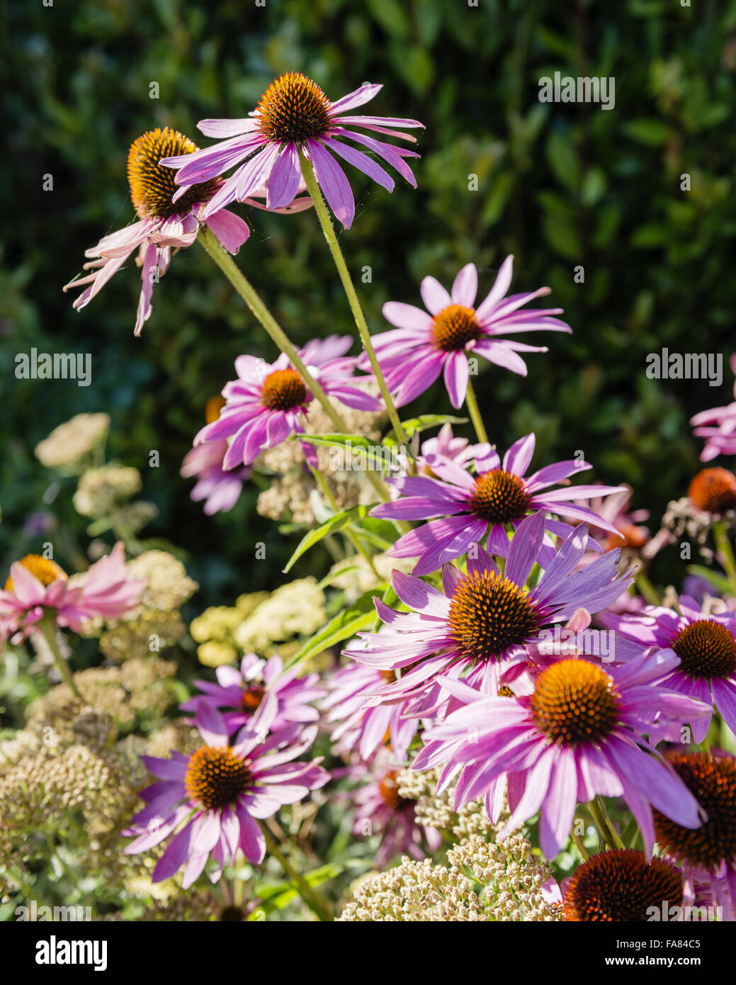 Echinacea in the garden in September at Coleridge Cottage, Somerset ...