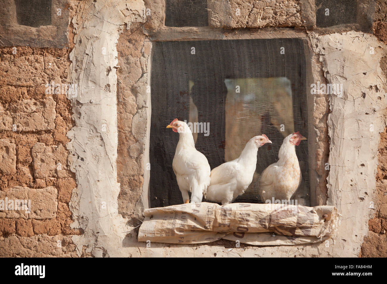 Chickens sit in screened window hi-res stock photography and images - Alamy