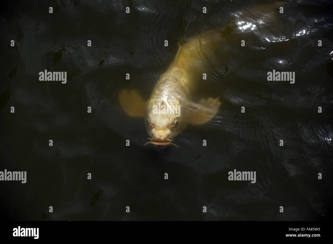 Fish at bodiam hi-res stock photography and images - Alamy