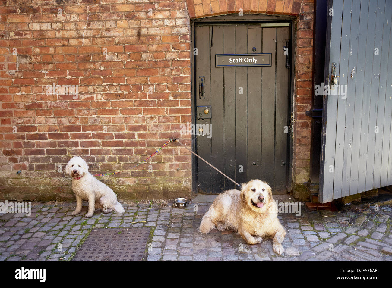 English Working Dogs High Resolution Stock Photography and Images - Alamy