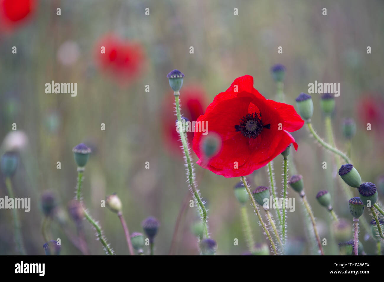 Souterleasgallery hi-res stock photography and images - Alamy